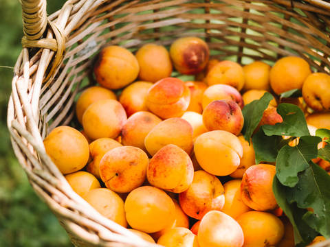 Marillenblüte - Wachau Nibelungengau Kremstal