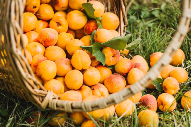 Marillenernte - Wachau Nibelungengau Kremstal