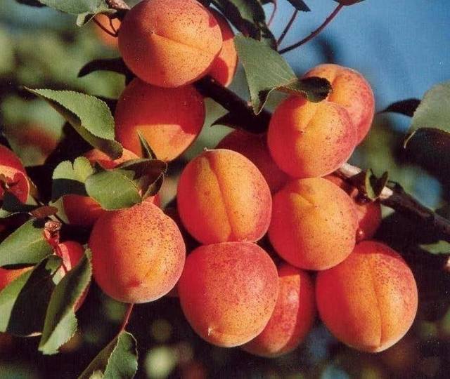 Marillenblüte - Wachau Nibelungengau Kremstal