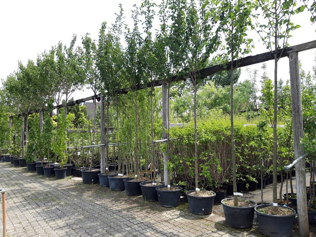 Anton Rath Baumschule & Gartengestaltung - Donau Niederösterreich