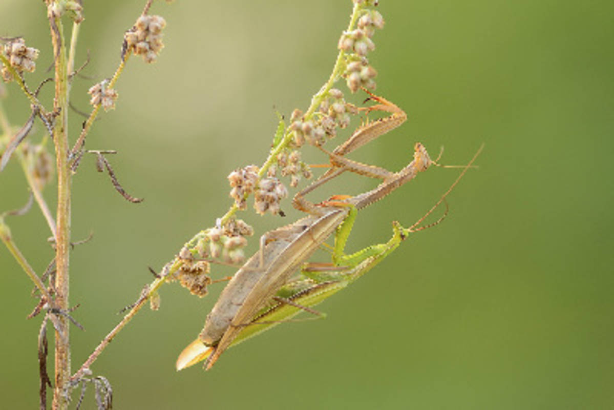 Grafenwörther Au - Donau Niederösterreich