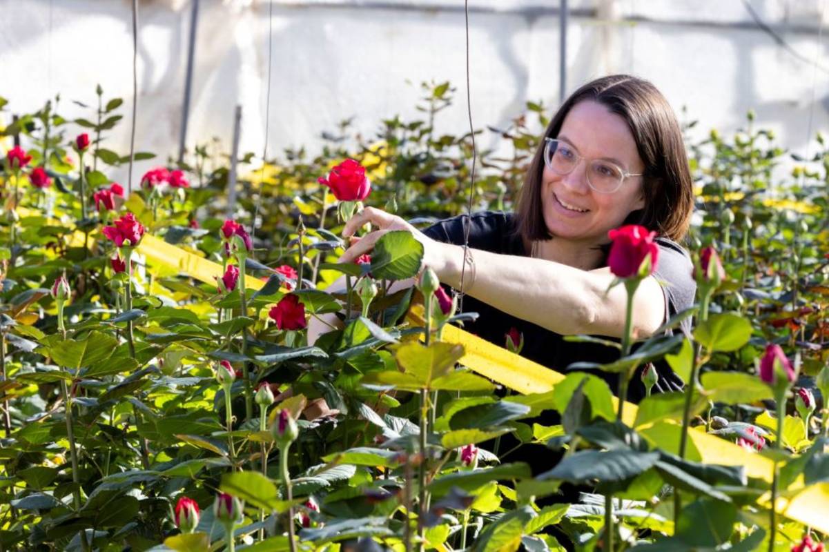 Zoubek Blumen - Kamptal-Wagram-Tullner Donauraum